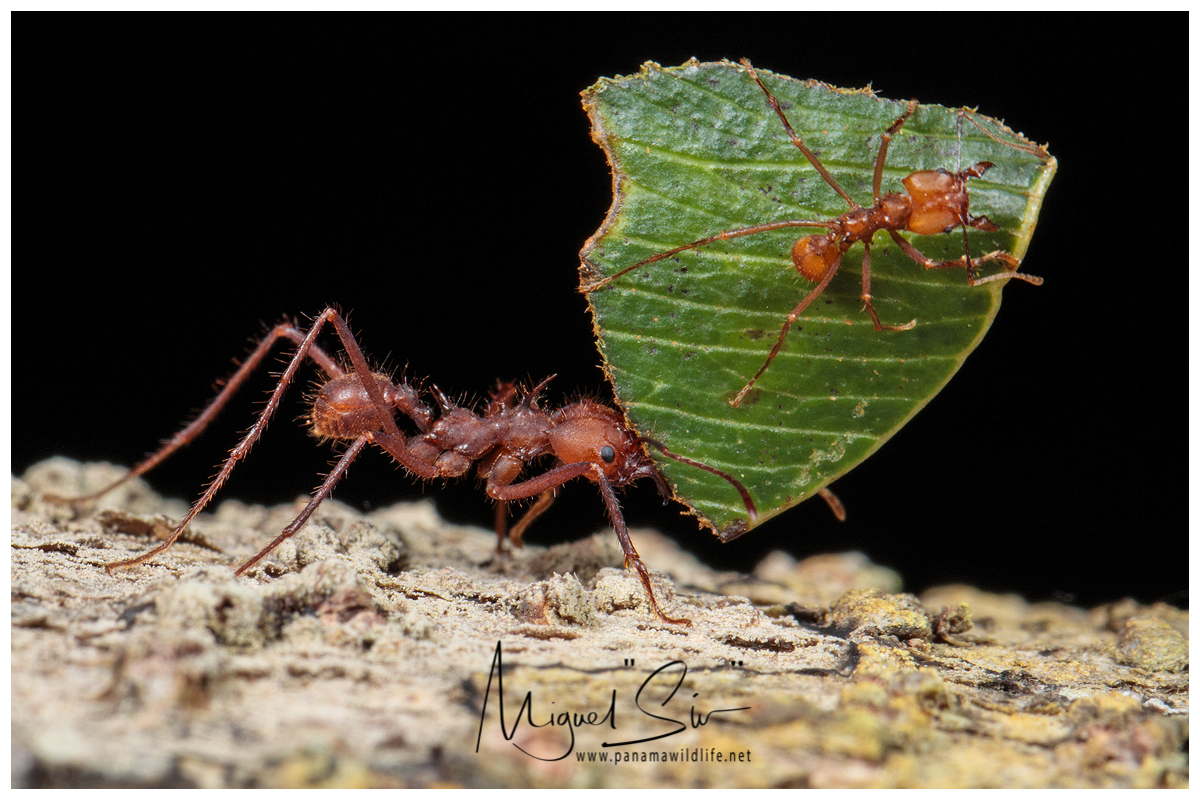 Leafcutter Ants