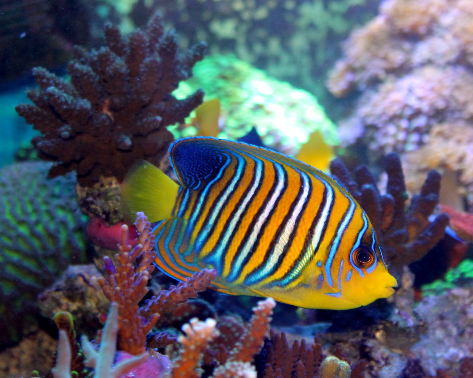 Howard`s Reef: Pygoplites diacanthus PAIR