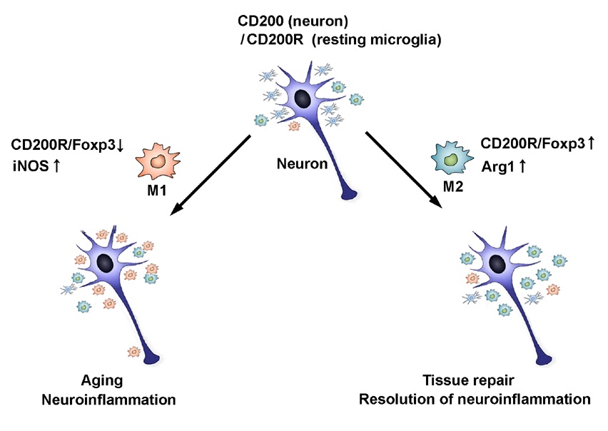 Neuroglia Lab : Research Focus