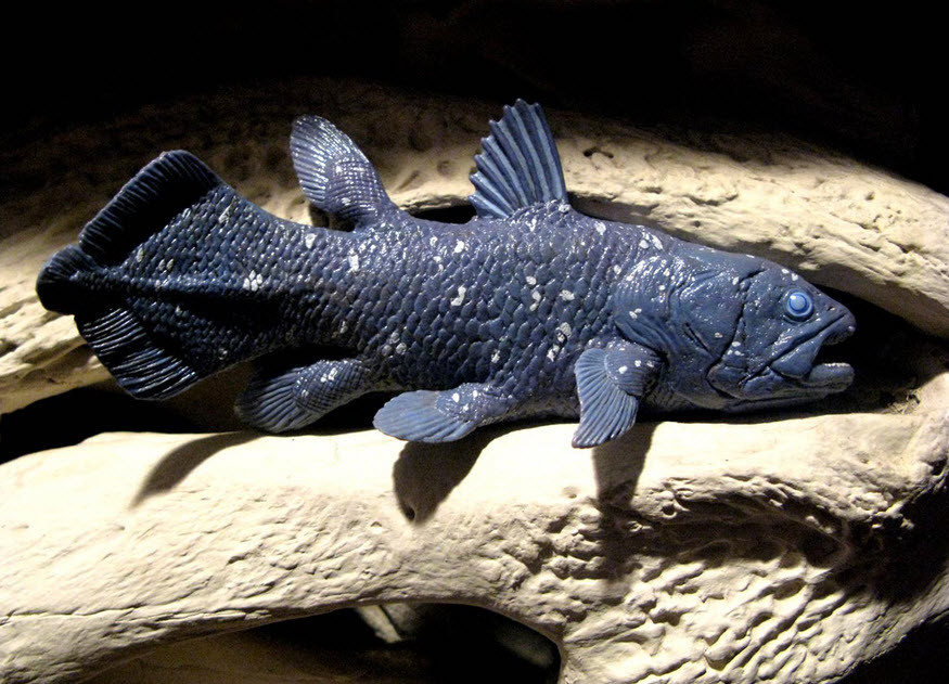Coelacanth | The Biggest Animals Kingdom