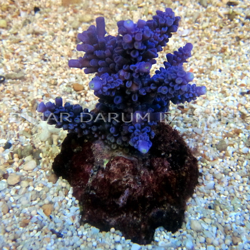 PT. DINAR DARUM LESTARI: Acropora spp
