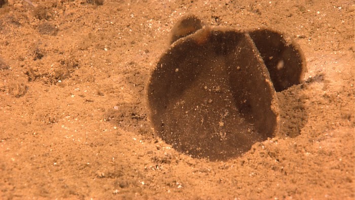 The Echinoblog: Giant Deep Sea Amoebas! Meet the Xenophyophores!!