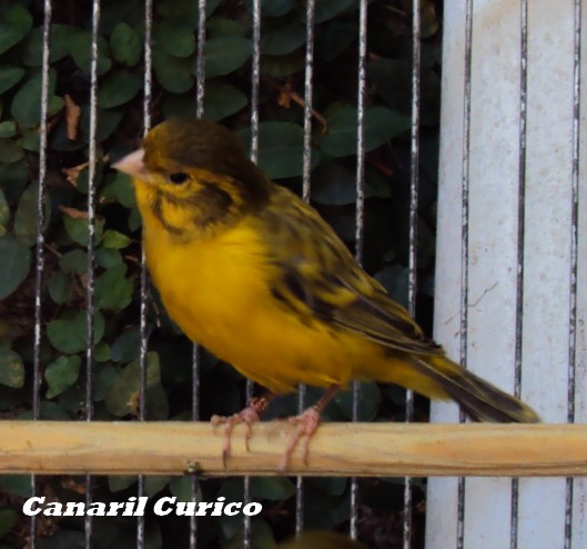 Canaril Curico - Canário de Cor: Azul Opalino e Verde Opalino Intenso