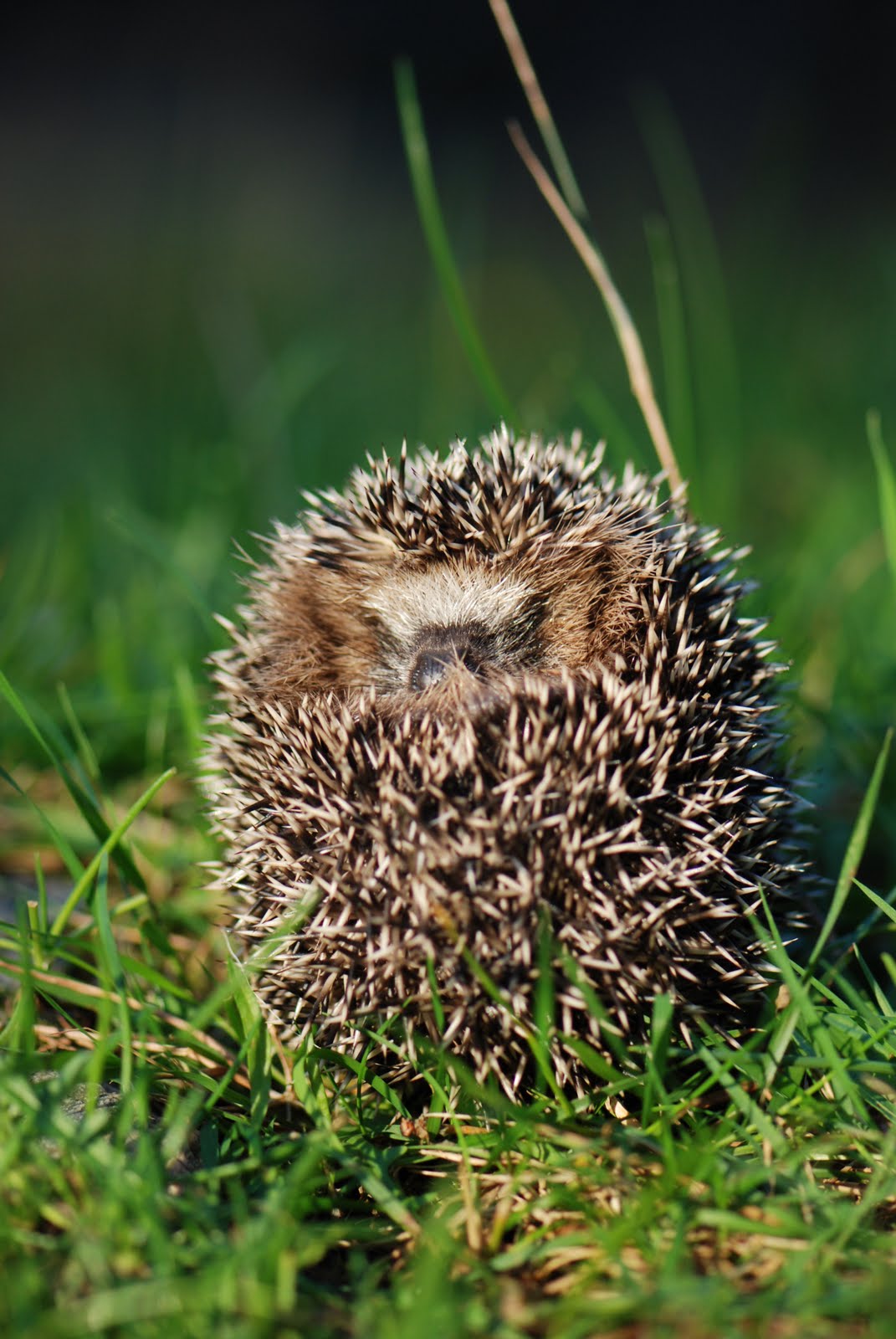 Norsk Zoologisk Forening Sørlandsavdelingen: Piggsvin (Erinaceus europaeus)
