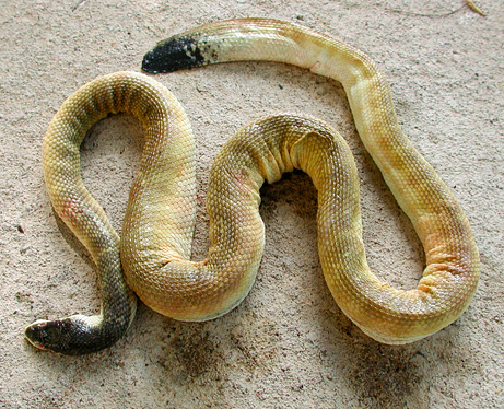 Amazing 2 Headed Snakes in the World