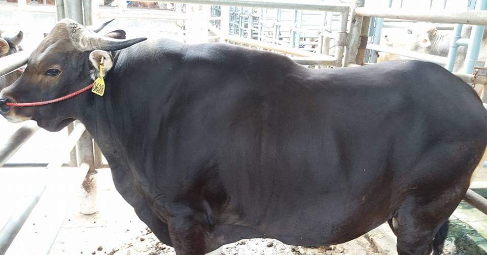 Ilmu Untuk Ternakan Ruminan: Lembu Bali