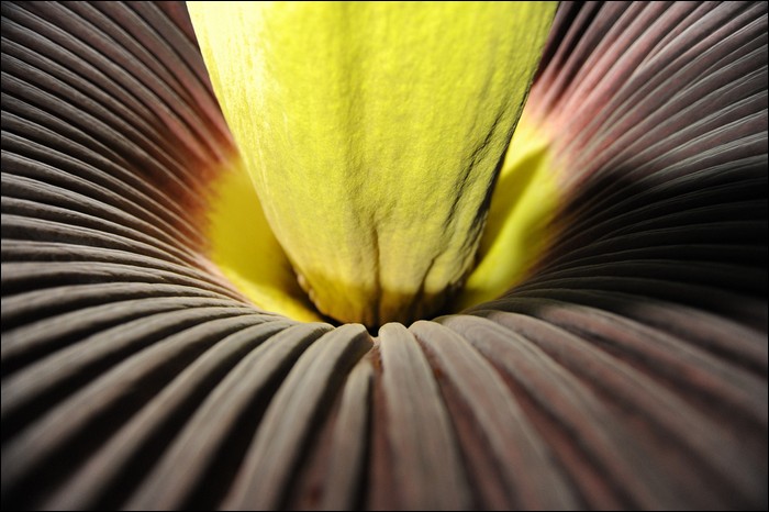 The biggest and stinkiest flower in the world. | Strange and Amazing