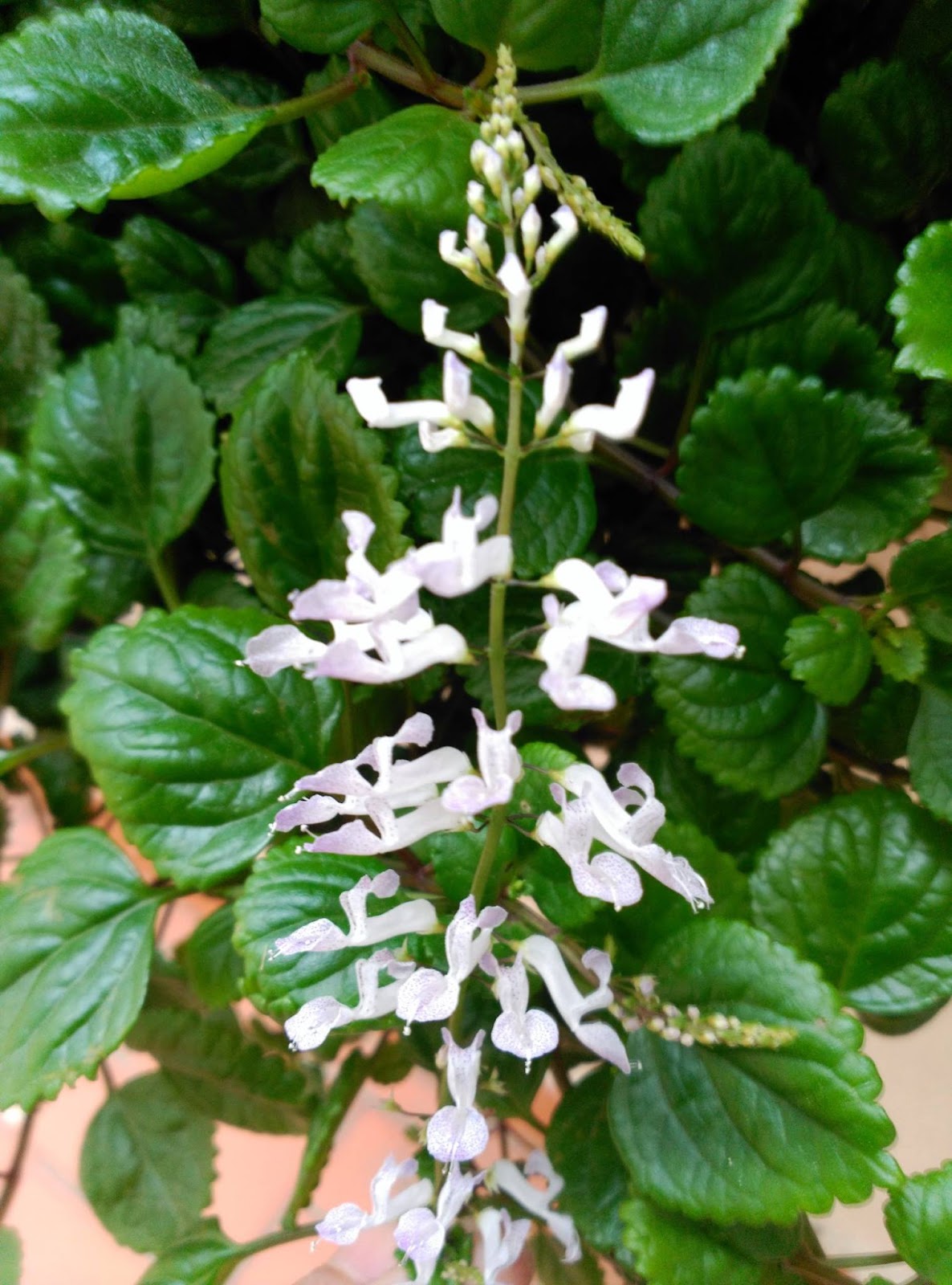 Huerto Casero de Quiquet: Planta del dinero o del dolar