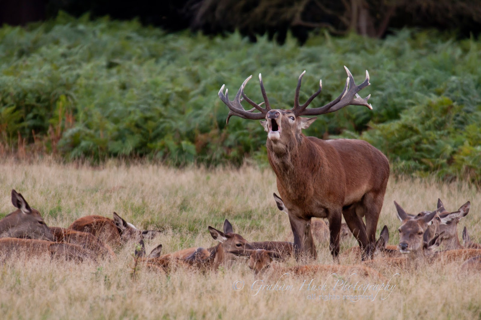 Graham Hush Photography: Richmond park deer rut - Part 1