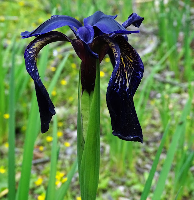 Prairiebreak: Irises in paradise (a.k.a. Yunnan)