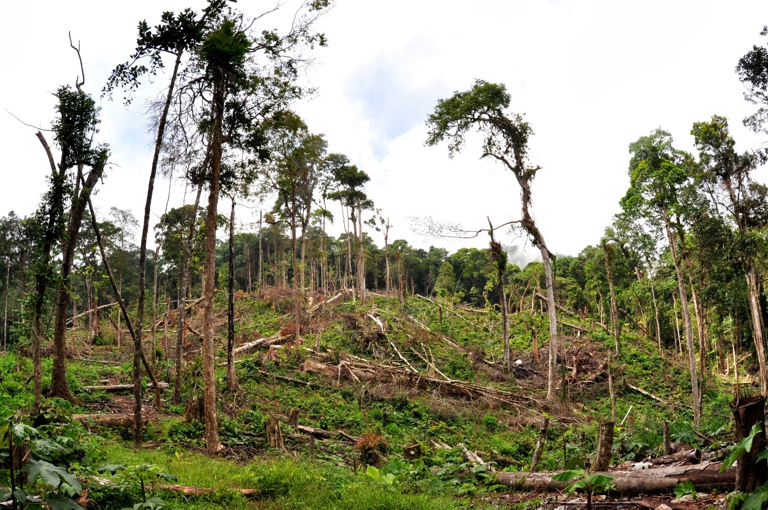 Causas De La Deforestacion En Honduras