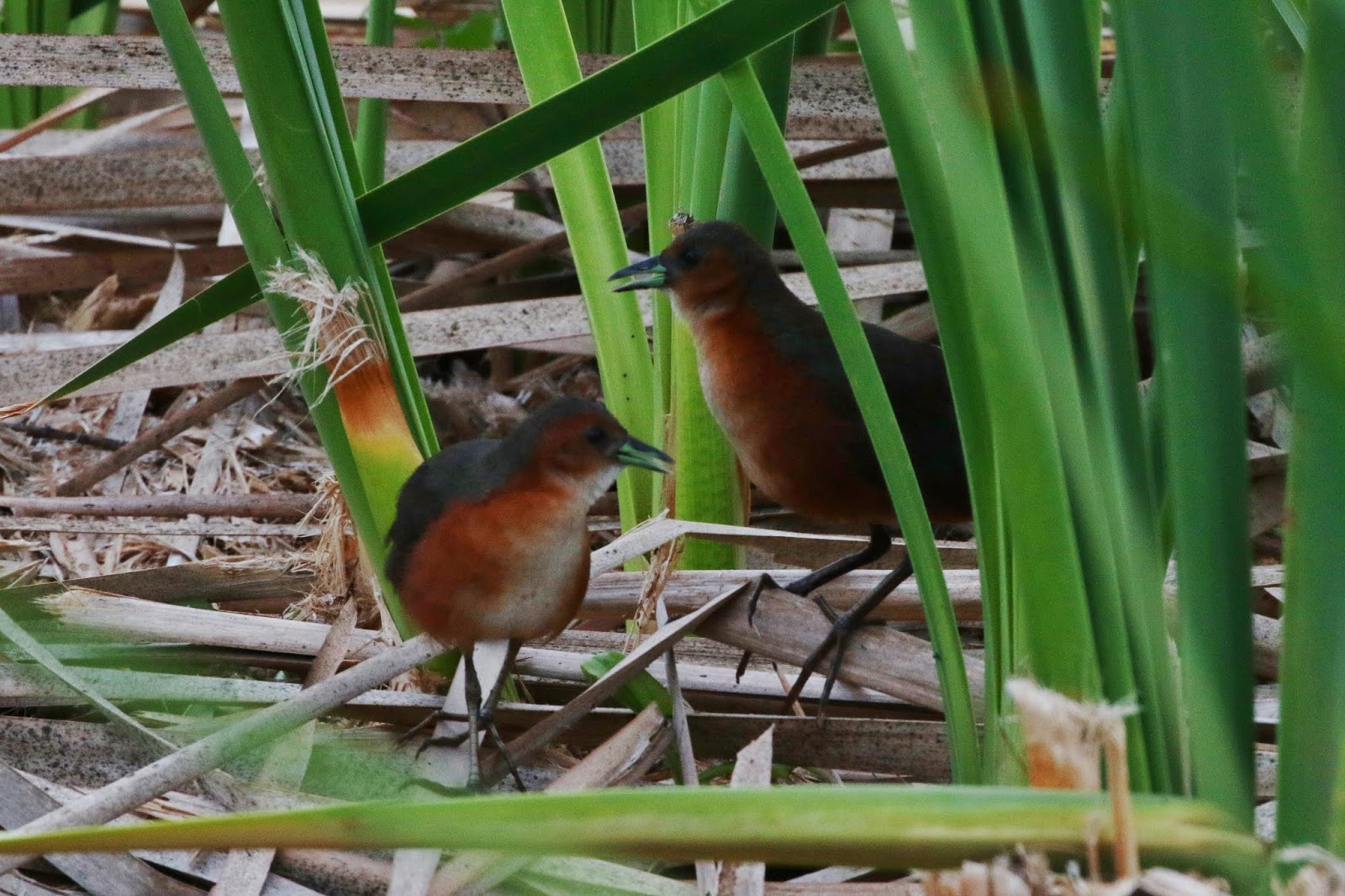 Nuestro bello mundo...: Pajareando en La Hacienda San Martin, Edo ...