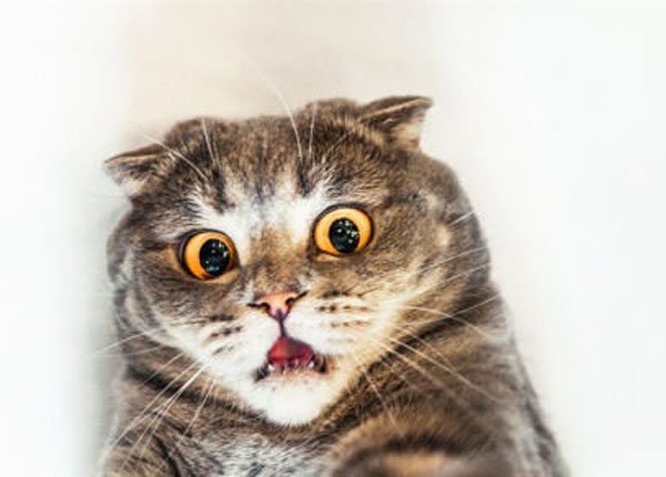 These Photos Prove Cats Are The Most Dramatic Animals In The World. (24 ...