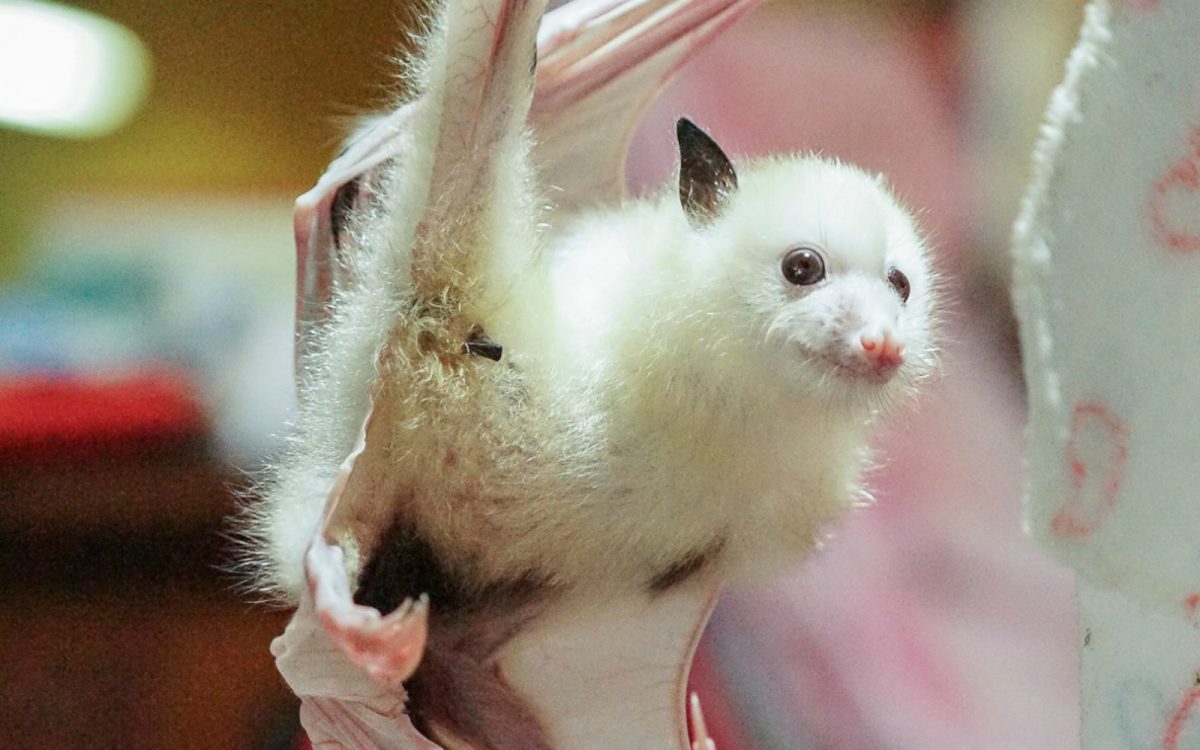 White Wolf : World Rarest Bat: Meet Very Unique Rescued Grey Headed ...
