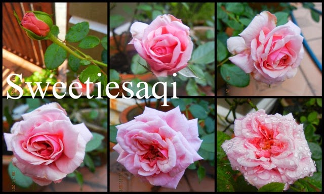 SweetieSaQi: Bunga Teluki or Carnations