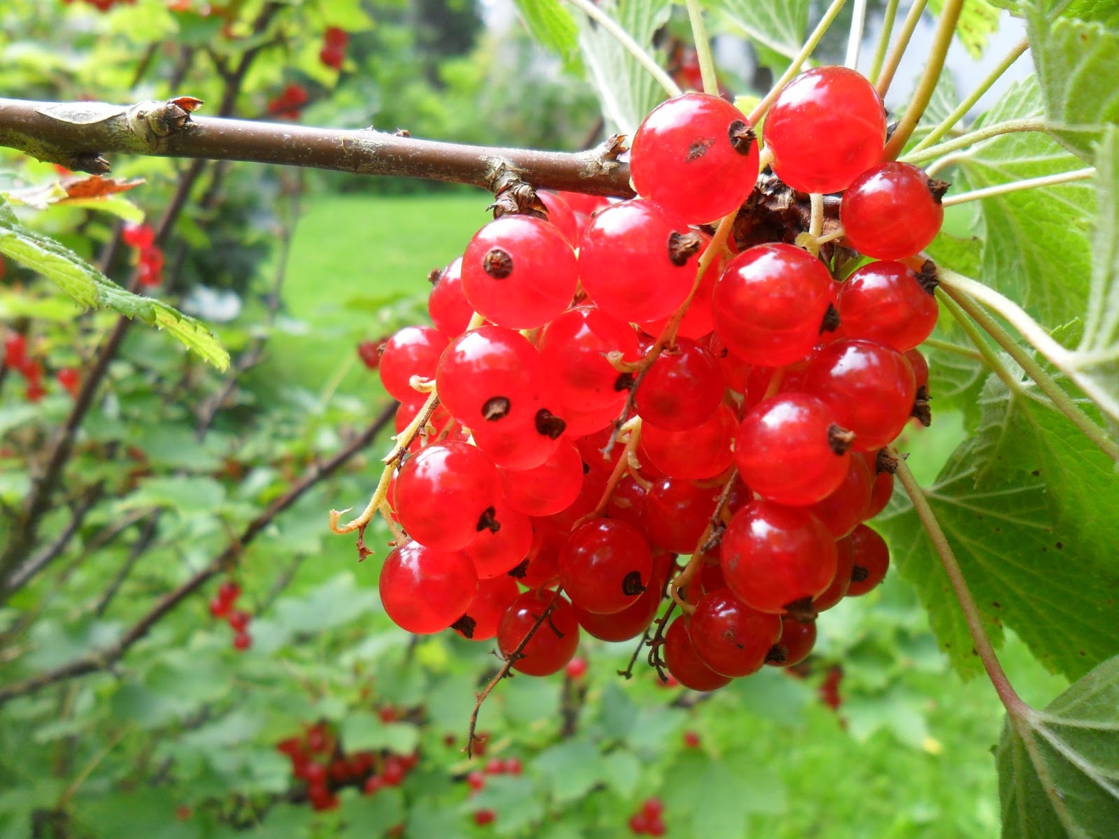 Tibbes Fotoblogg: Röda vinbär