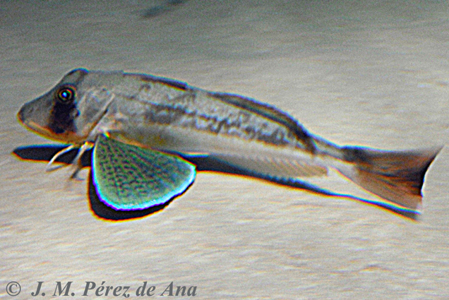 Marismas de Santoña: Trigloporus lastoviza