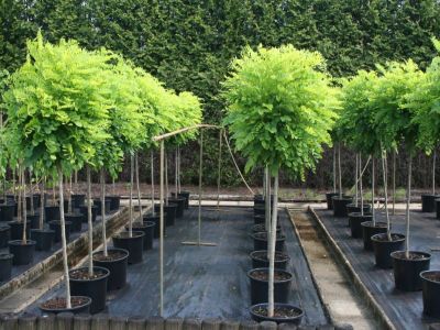 Robinia pseudoacacia umbraculfera Akasya Ağacı