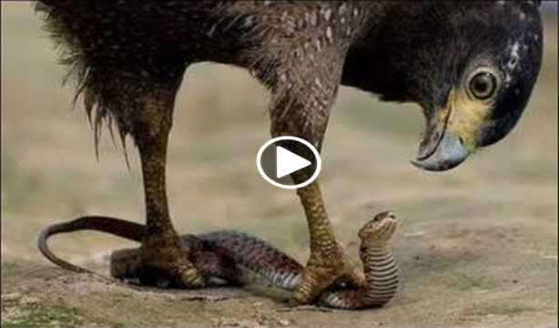 Story168: Eagle attack snake