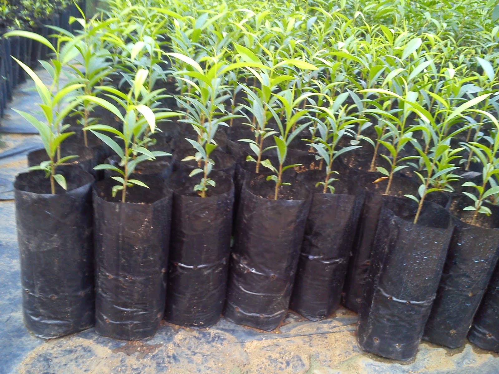 infosanjeewa: Gyrinops walla (Walla patta)