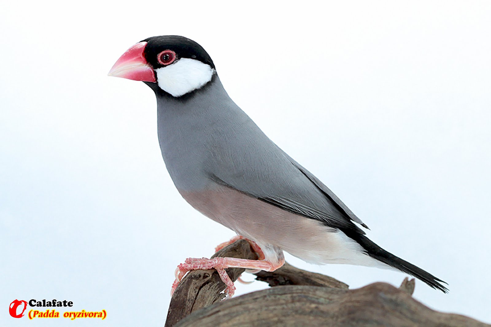 UNAIENSES: ORNITOLOGIA - Calafate (Padda oryzivora)