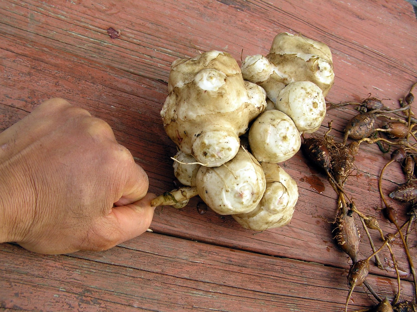 Rare Edible Root Crops: Growing sunchoke