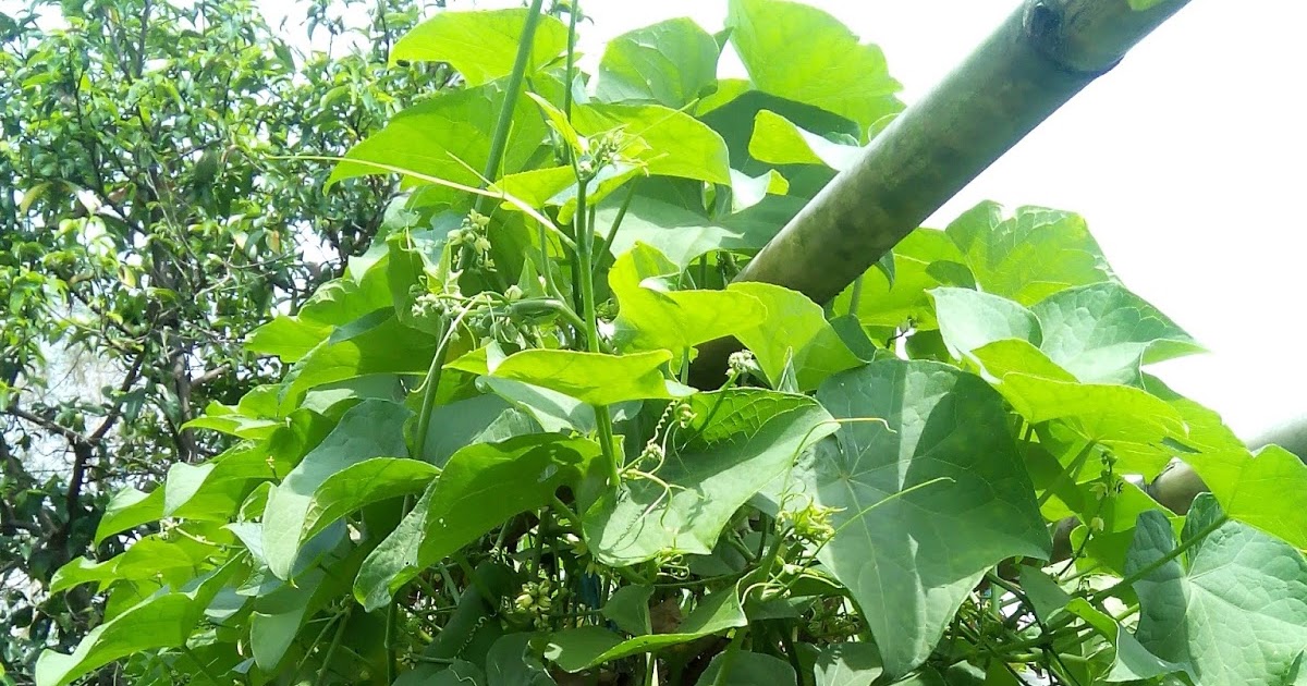Kebun Labu Siam Menemani Kebun Lada, Mantap! Foto | Katabah Komarudin ...