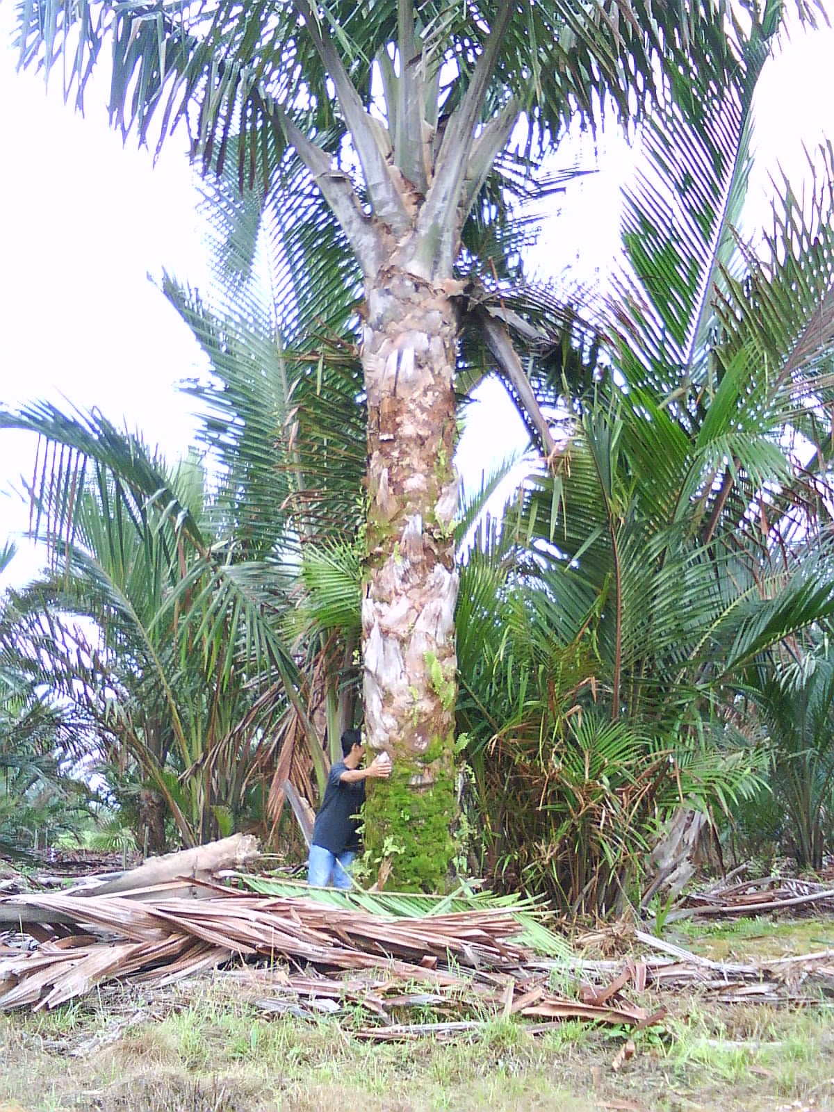 Harga Pokok Sagu Dan Ulat Mulong-Terkini 2012 | RJ UNITED...