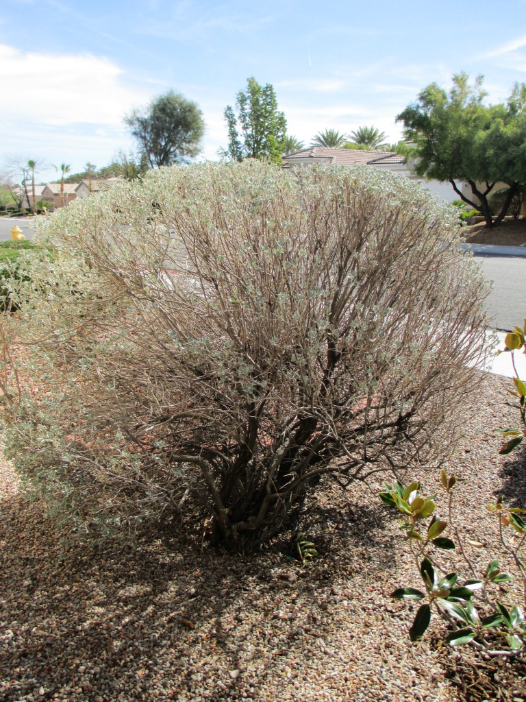 Xtremehorticulture of the Desert: Texas Ranger (Sage) Getting Woody