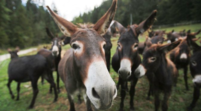 Janez Poljansek DJ: februar 2017