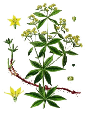 Natuurlijk Madelief: Verven met meekrap.