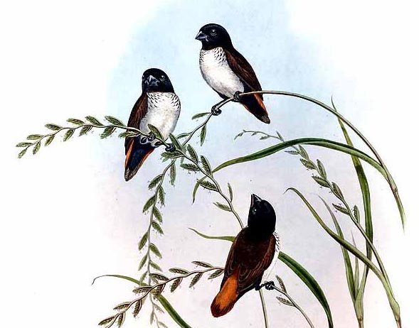 Mengenal Burung Pipit (Bondol) dan Macam-macam Jenisnya | 1001 Catatan ...