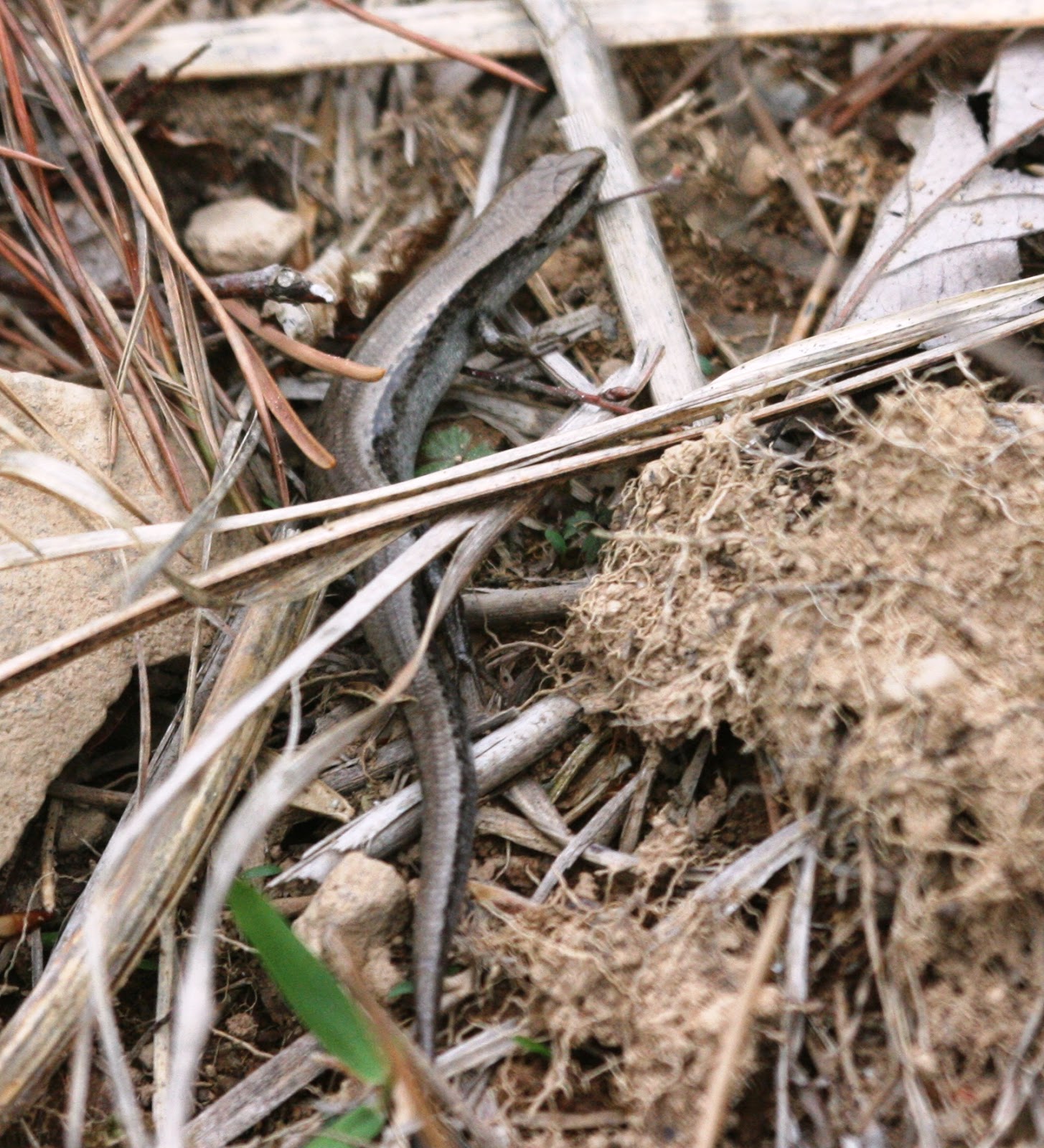 Snowy Owl Lost: Korean reptiles of late