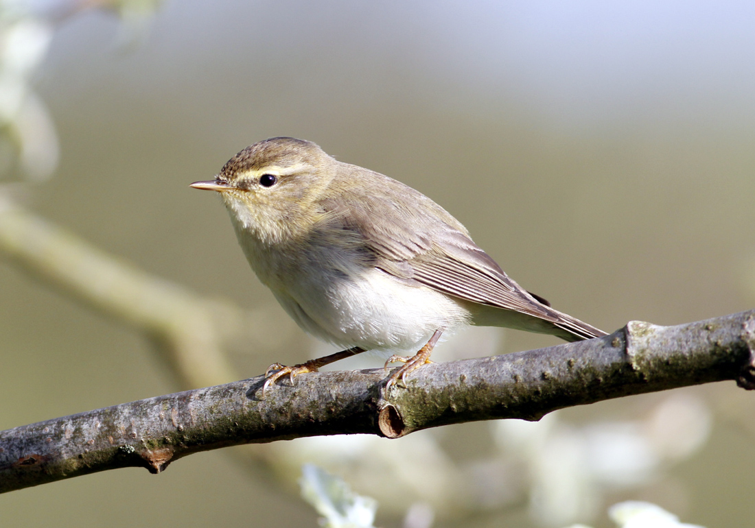 Another Bird Blog: A Close Call