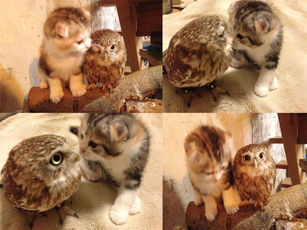 Unik, Persahabatan Sang Kucing Dengan Burung Hantu - Fitrarahim