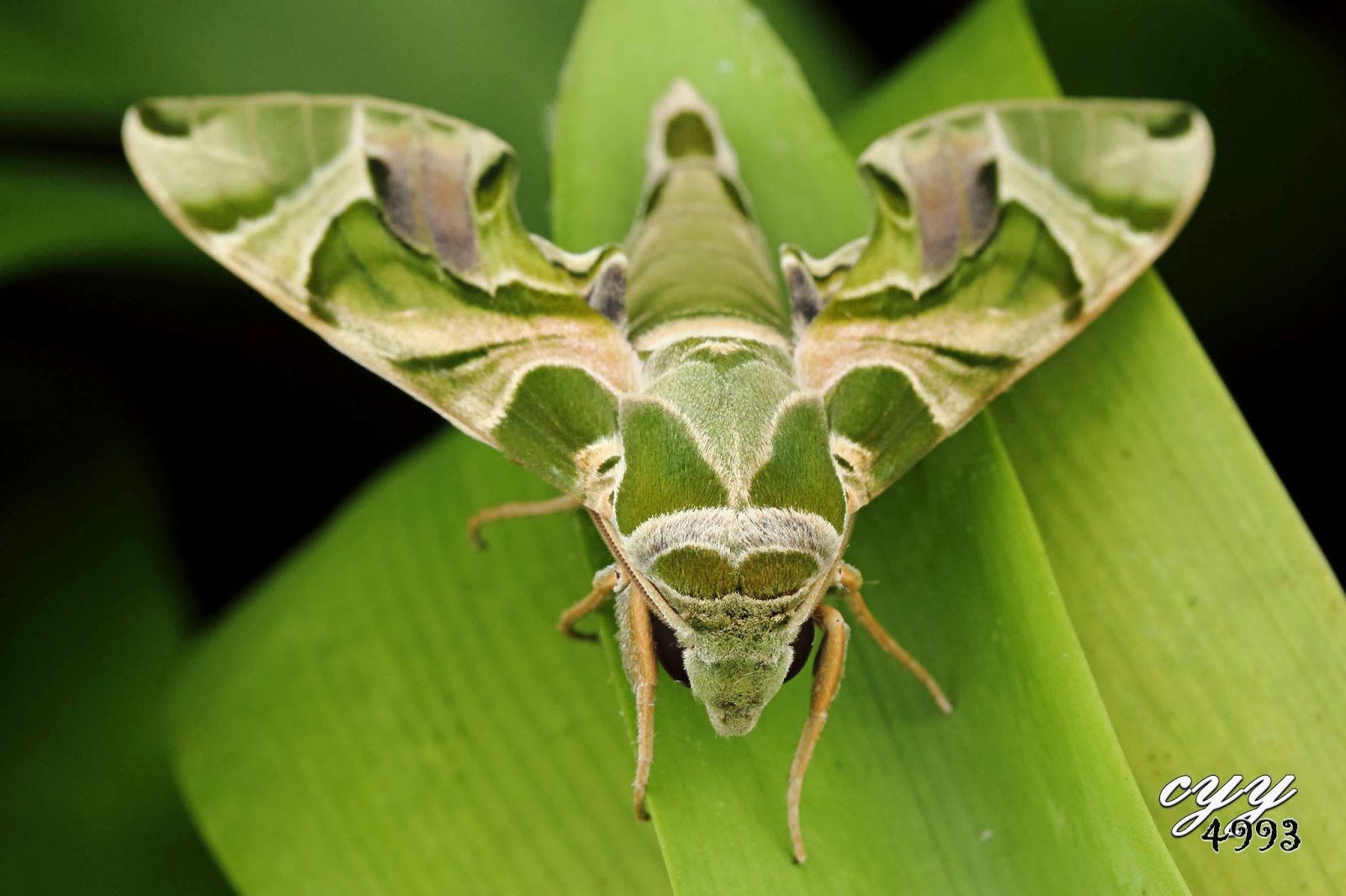 cyy4993: Hawk Moth [Sphingidae] Daphnis Nerii (Linnaeus, 1758) 夹竹桃天蛾
