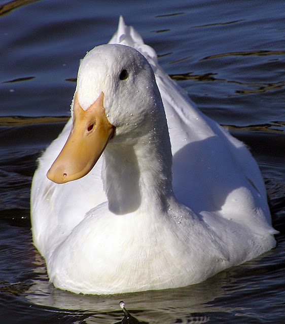 NATUREZA E FAUNA: Pato