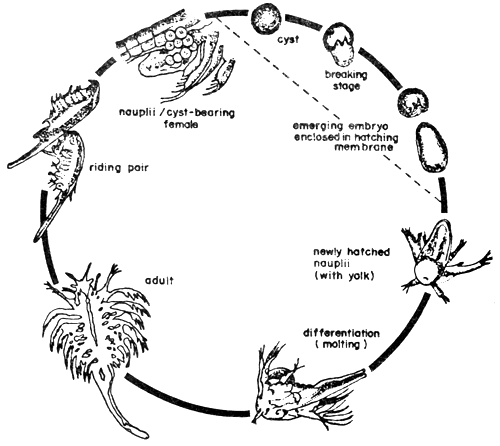Wicara Mina: MENGENAL Artemia salina