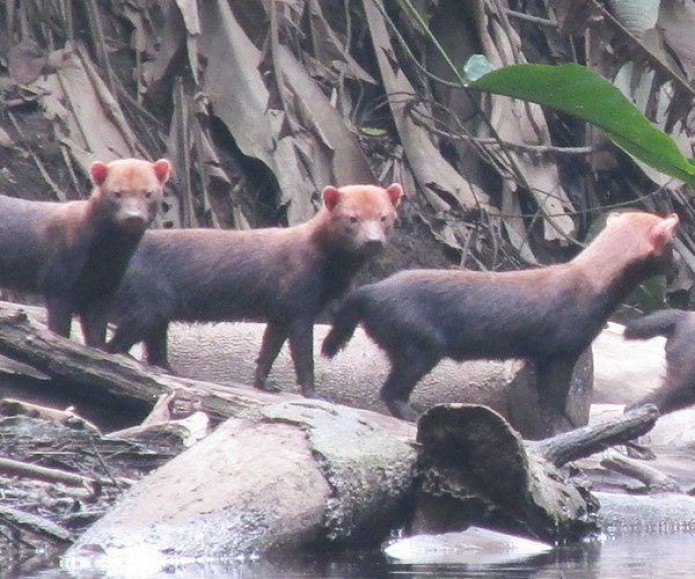 ANPP Animales y Plantas de Perú: Perro de Orejas Cortas - Atelocynus ...