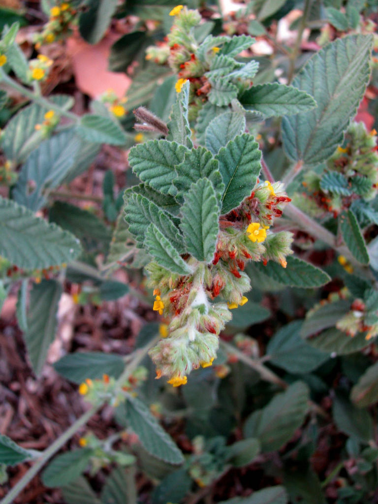 Tea in the ancient world: Hawaiian tisane / "herb teas" and health benefits