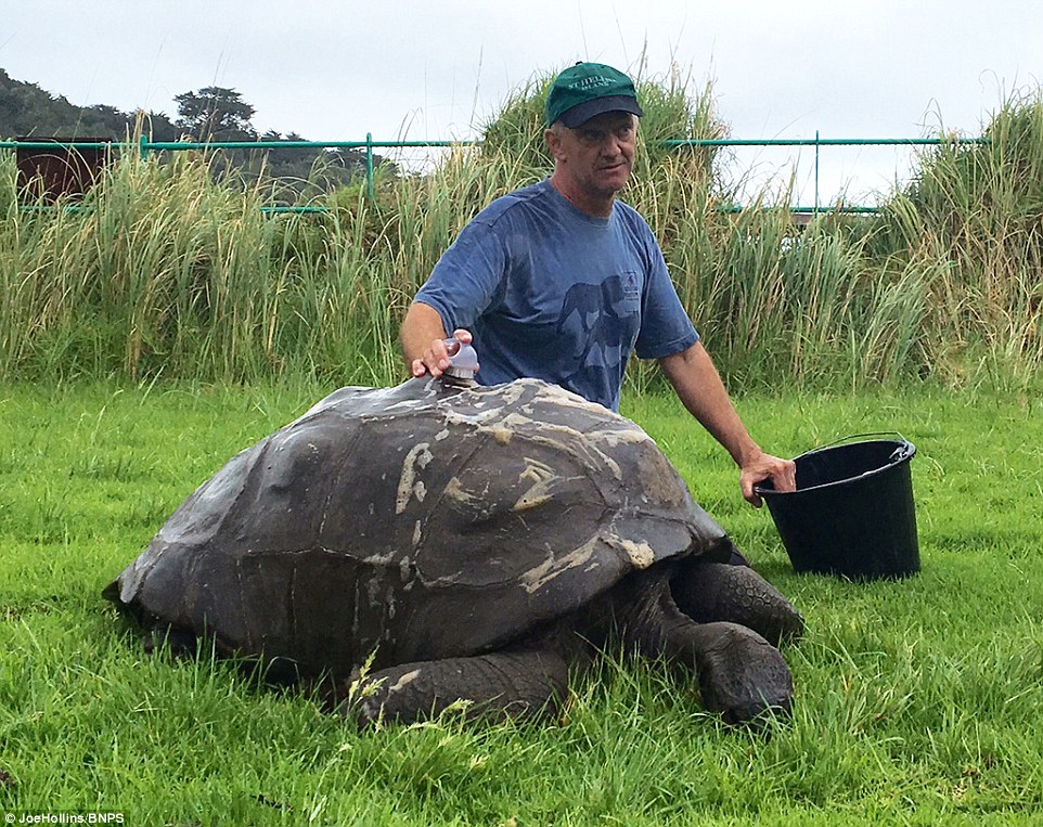 Photos: World's Oldest Living Animal, Jonathan The Giant Tortoise ...