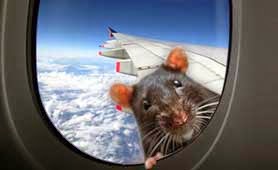 La Rata en el Avión
