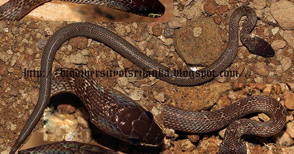 Biodiversity of Sri Lanka: කුණු මී කරවලා[Kunu Mee Karawala]/මල් රදනකයා ...