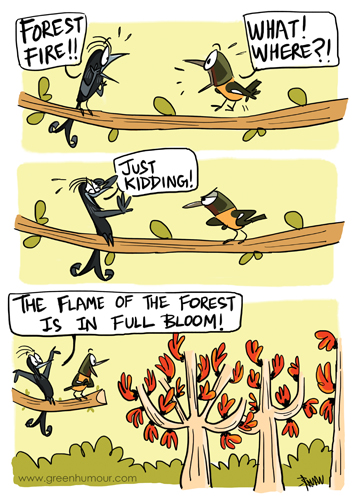 Green Humour: The Flame of the Forest