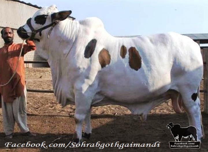 Math behind Prime Minister Imran Khan's suggestion about Dairy Product ...