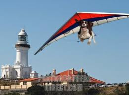 Crazy Extreme Animal Sports: Epic hang gliding dog