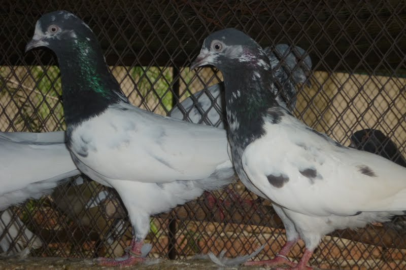 Birds and Pegions: Teddy Kabootar