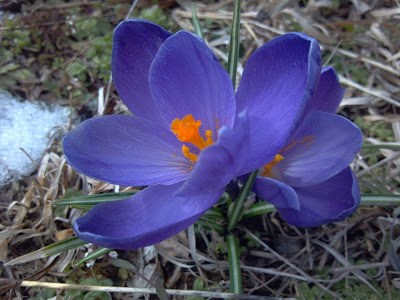 Divinebunbun's Rugged Rural Missouri: The Hummingbirds Are Here