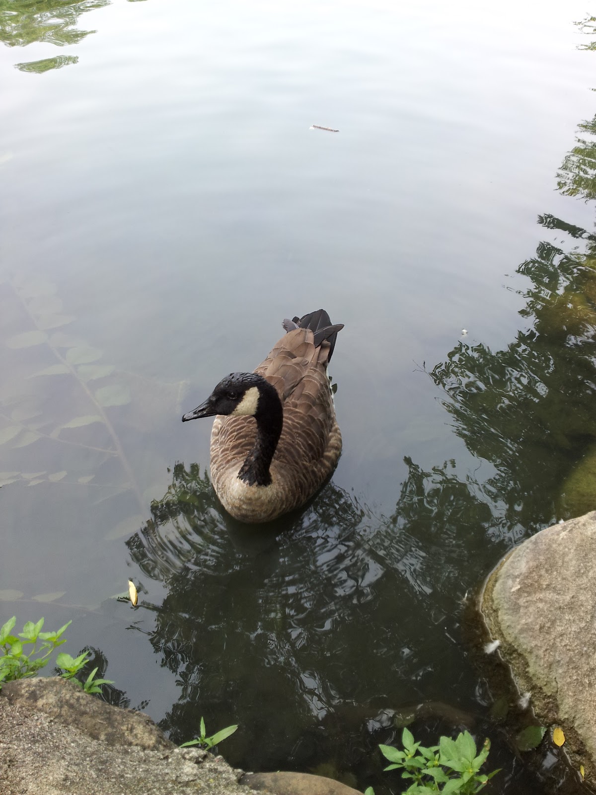 Visit Richmond & Wayne County, Indiana: Making Friends with a Goose