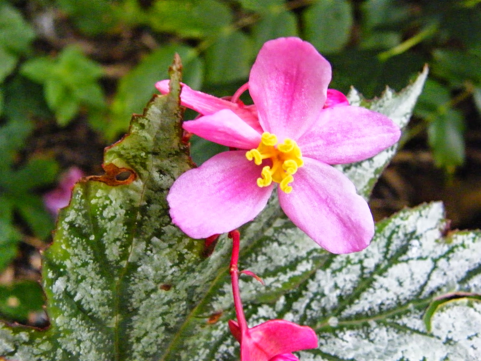 Au gré du jardin: "Silver Splendor" est un bégonia qui ne craint pas le ...